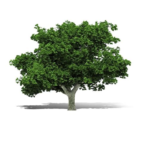 premium photo tree 3d rendering