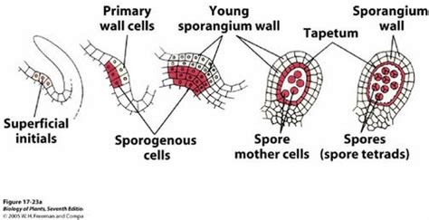 Monilophytes Flashcards Quizlet