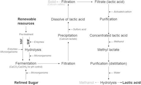 Lactic Acid Fermentation Diagram 3 Homo Fermentative Pathway
