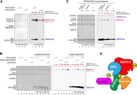 Prc2 Subunits Can Be Automethylated A C Methyltransferase Mt