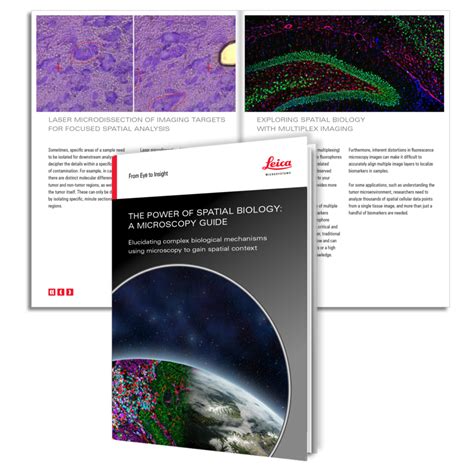How Is Microscopy Used In Spatial Biology A Microscopy Guide Learn