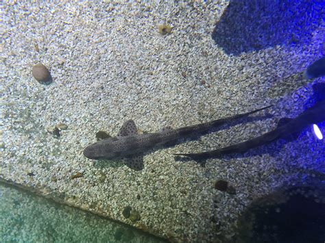 Fifth Room Small Spotted Catshark Zoochat