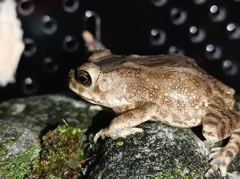 Toad Name Vote Album On Imgur