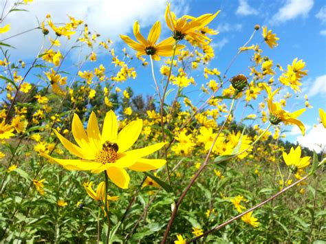 Yellow Wildflowers Free Stock Photo Public Domain Pictures