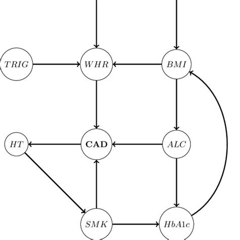 Causal Directed Graph Between Traits Linked To Cardiovascular Disease