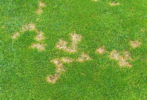 What Is Dollar Spot