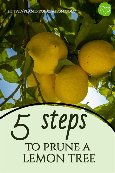How To Prune A Lemon Tree Step By Step Artofit