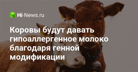 Коровы будут давать гипоаллергенное молоко благодаря генной модификации ...