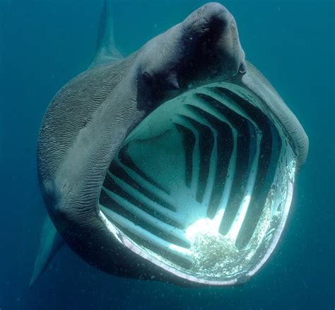 Basking Shark Size Comparison To Human