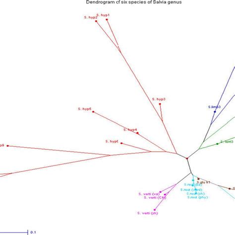 dendrogram constructed from nei s unbiased genetic distance matrix download scientific diagram