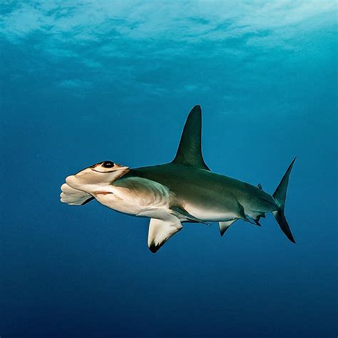 9 Types Of Hammerhead Shark Species Exploring The Diversity Shark Truth