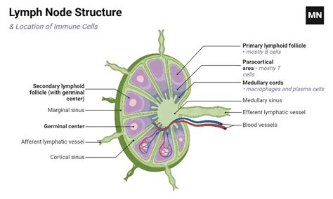 Organs Of Immune System Lymphoid Organs Biology Notes Online