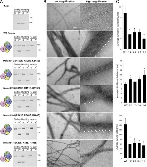 Actin Binding And Bundling Activities Of Wild Type And Mutant Fascin