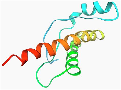 Human Prion Protein Photograph By Laguna Design Science Photo Library Pixels