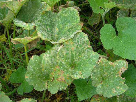 Aphids In Potatoes What Are They What Do They Do Growerexperts