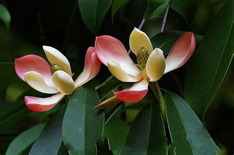 红花木莲图册 360百科