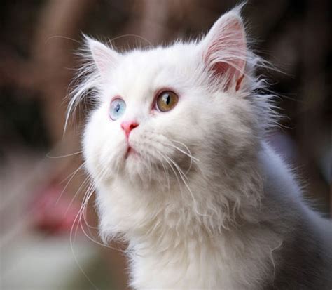 عکس گربه ملوس؛ تصاویری از گربه‌های دوست داشتنی و بامزه ستاره