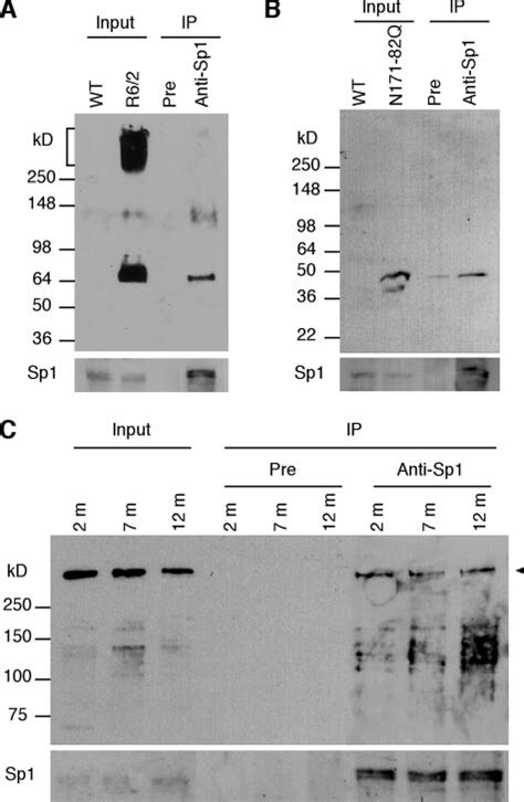 shorter n terminal htt fragments have increased association with sp1