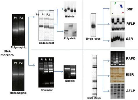 1 Properties Of Different Dna Markers Download Scientific Diagram