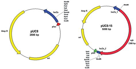 Physical Maps Of Plasmids Puc8 And Puc815 Puc8 Is A Derivative Of