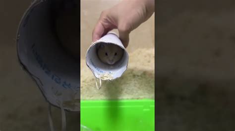 햄스터가 제일 좋아하는 공간 Shorts 햄스터 Youtube