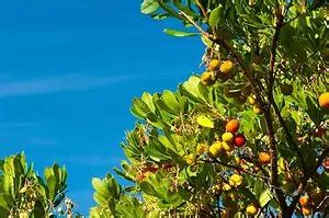 Top Trees That Dont Lose Their Leaves