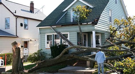What Are The Differences Between Trimming And Pruning Abroad View Magazine