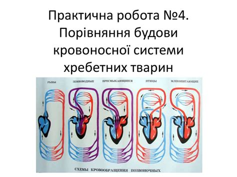 Порівняння будови кровоносної системи хребетних тварин Практична робота №4 презентация онлайн