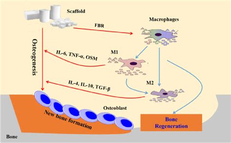 Schematic Diagram Of Macrophages Interactions In Bone Regeneration