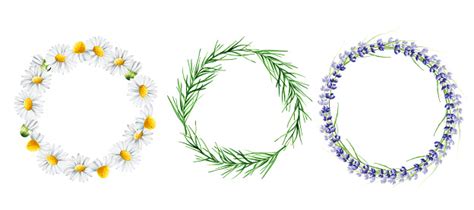 수채화 프레임 로고와 화환 라벤더 로즈마리 및 카모마일 그림이 흰색 배경에 고립되어 있습니다 아름다움 제품과 식물학 세트 미용 및 약의 세부사항 디자이너 스파 장식 엽서