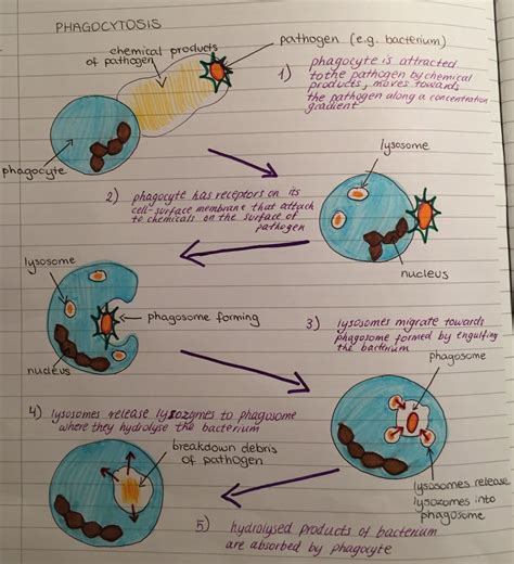 What Is Phagocytosis What Are Functions Of Phagocytosis