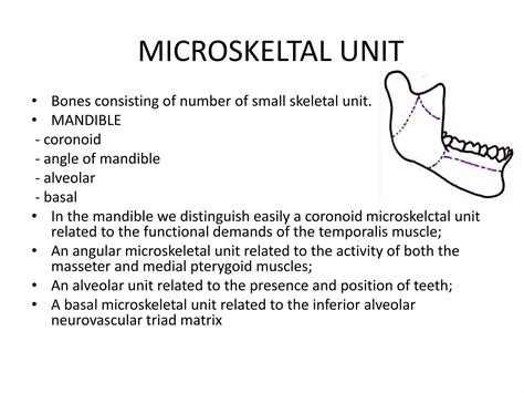 Functional Matrix Hypothesis Revisited Ppt