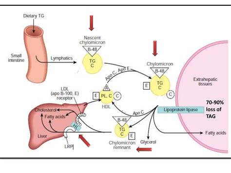Lipoprotein Metabolism Pptx Hdl Metabolism Ldl Metabolis Vldl Metabolis Chylomicron