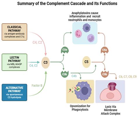 The Role Of Complement In The Pathogenesis And Treatment Of Myasthenia