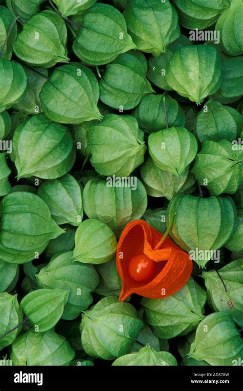 Red Chinese Lantern Seed Pod Seed With Smooth Ground Cherry Seed Stock Photo Royalty Free