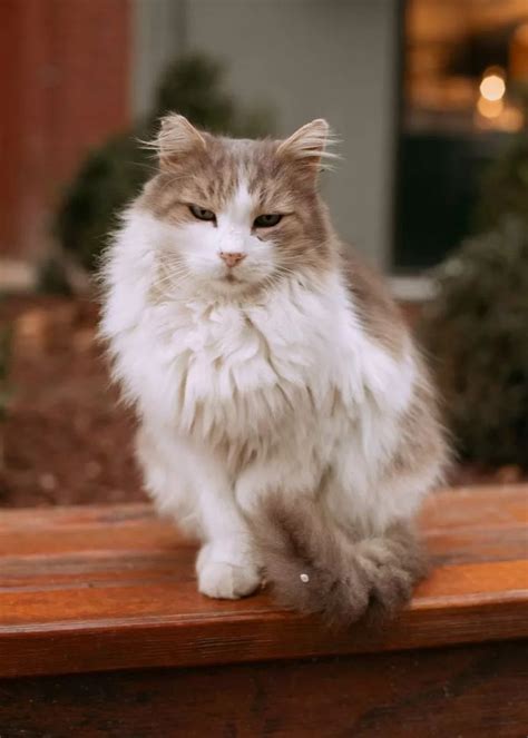 Kot Ragamuffin In 2024 Best Cat Breeds Cat Breeds Ragdoll Kittens