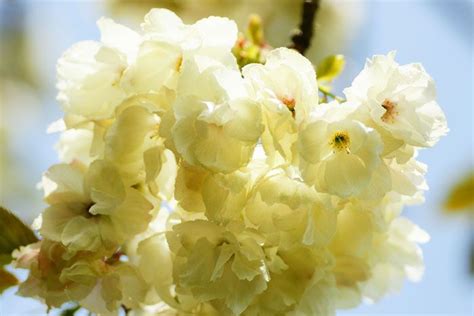 Yellow Ukon Sakura Plum Tree 夕焼け空 ヨコハマ すてき
