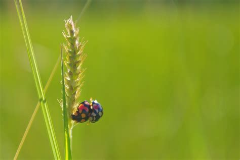 10 Free Rice Bug And Insect Images Pixabay