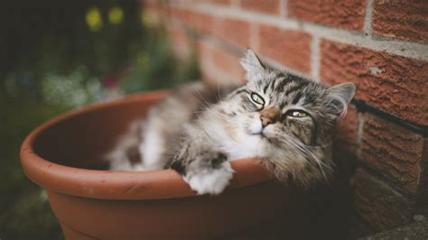 귀여운 새끼 고양이 배럴 눈 수염 배경 화면 1920x1080 배경 화면 다운로드