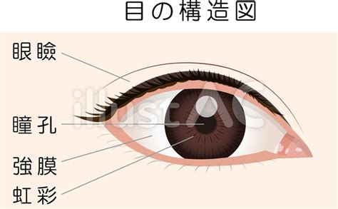 目の構造図イラストイラスト No 343566｜無料イラスト・フリー素材なら「イラストac」