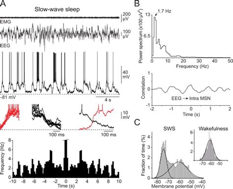 Distinct Patterns Of Striatal Medium Spiny Neuron Activity During The Natural Sleepwake Cycle Pmc