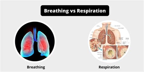 Difference Between Breathing And Respiration Breathing Vs Respiration Biology Notes Online
