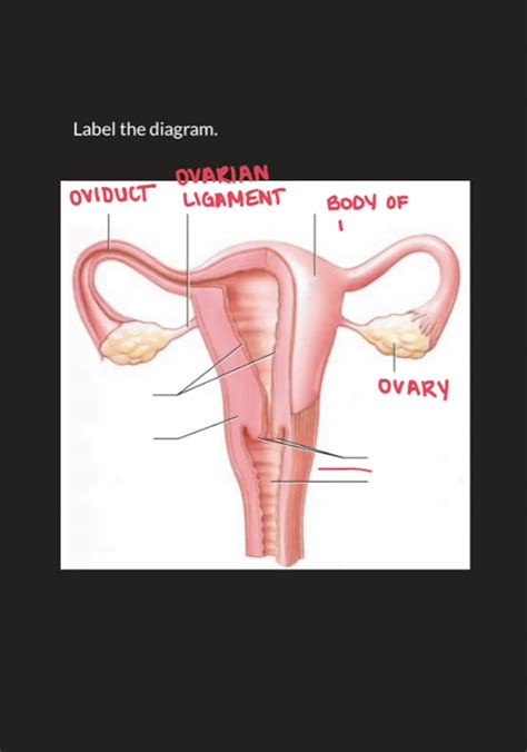 SOLVED Label The Diagram