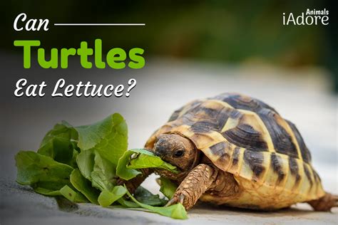 Can Turtles Eat Carrots Benefits And How To Feed Carrots