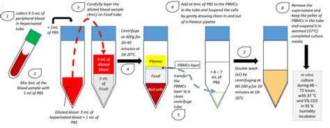 Pbmc Isolation Technique And In Vitro Culture Pbs Phosphate Buffered