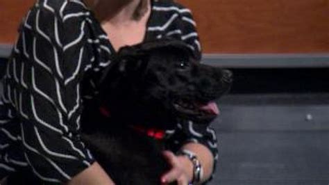 Pet Of The Week Esmerelda Fox 2