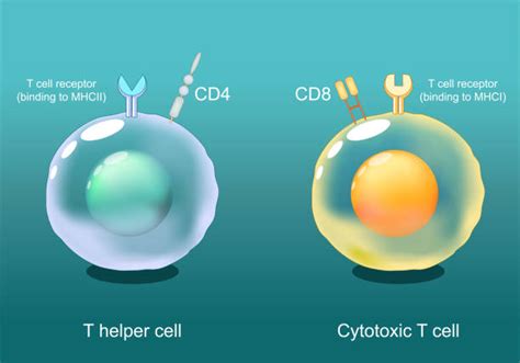 70 Helper T Cell Ilustrasi Grafik Vektor And Clip Art Bebas Royalti