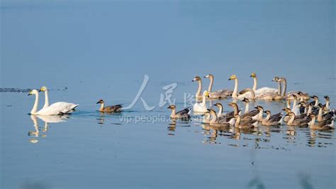 河南三门峡白天鹅飞抵湿地公园越冬 人民图片网