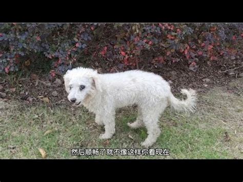 我們給雙目失明的小比熊找到了一戶條件很好的新主人感恩全球網友的支持 YouTube