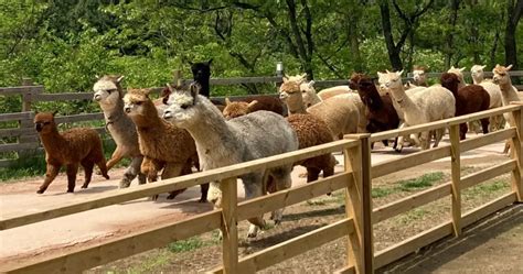 알파카월드 홍천여행 가볼만한곳 주변관광지 주변맛집 국내여행